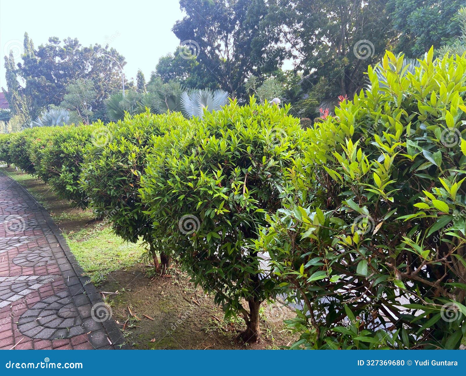 Ornamental Trees Lining Public Streets Stock Photo - Image of ...