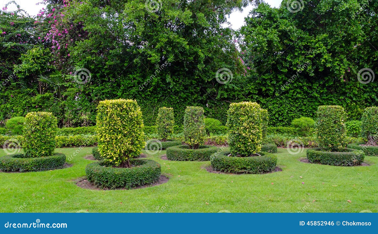 Ornamental trees stock photo. Image of pattern, landscaped - 45852946