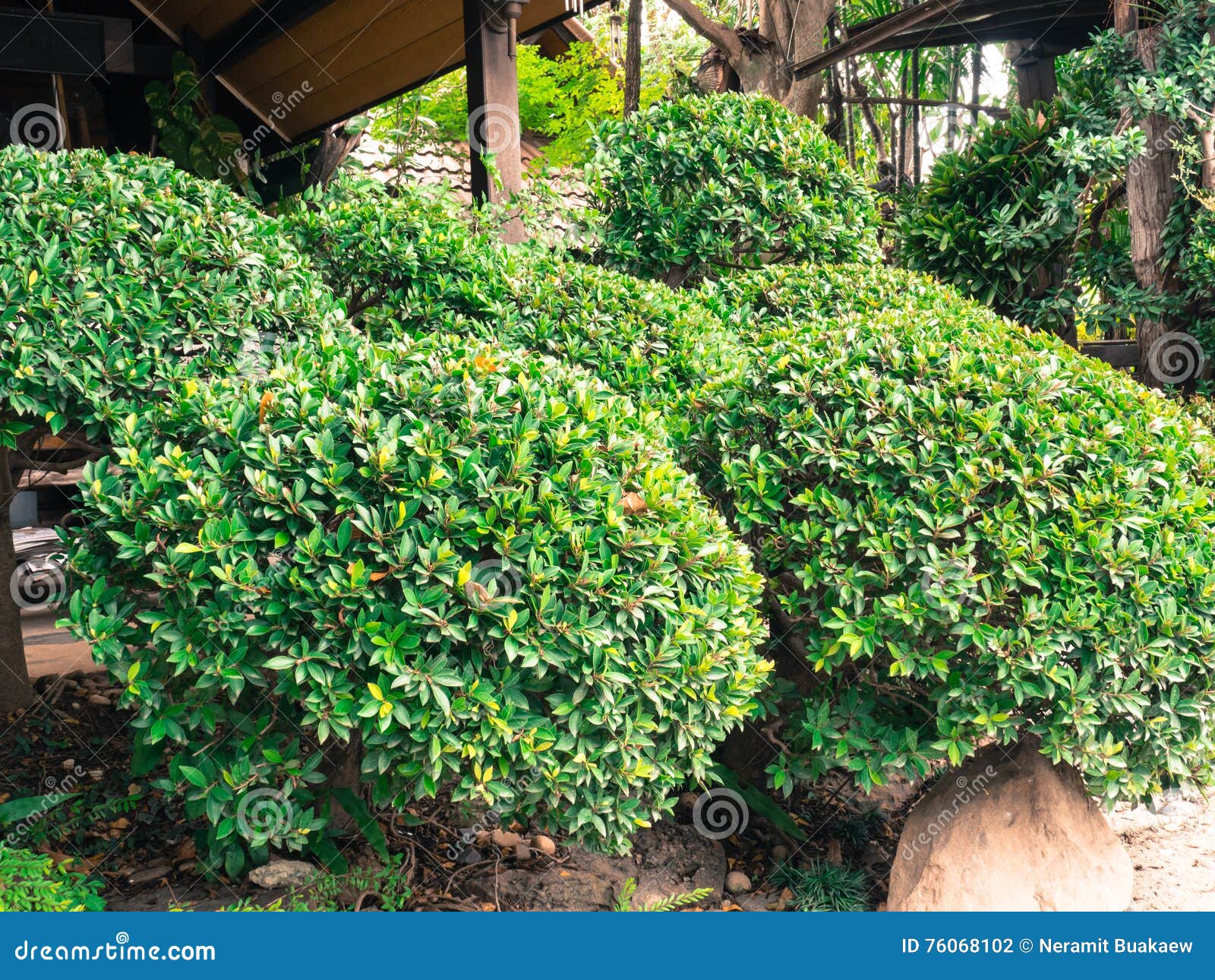Ornamental Trees in the Park.close-up. Stock Photo - Image of green ...