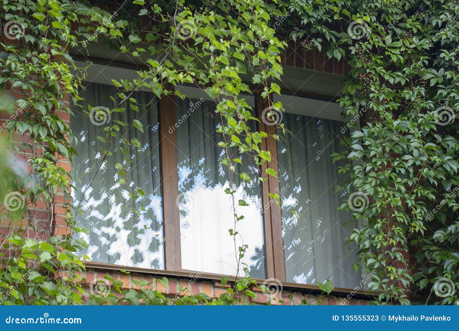 Ornamental Wall from Wild Grape Vine on the Backyard Stock Image ...