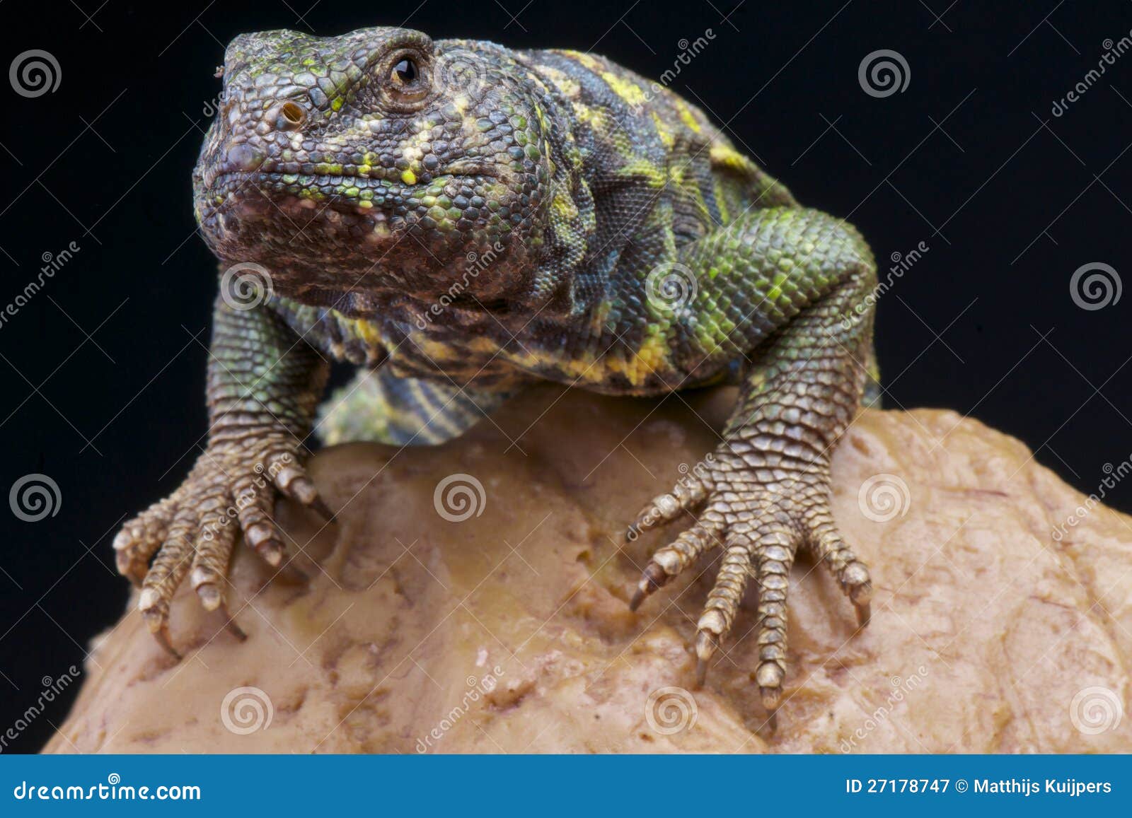 Ornata Mastigure stock image. Image of lizards, lizard - 27178747