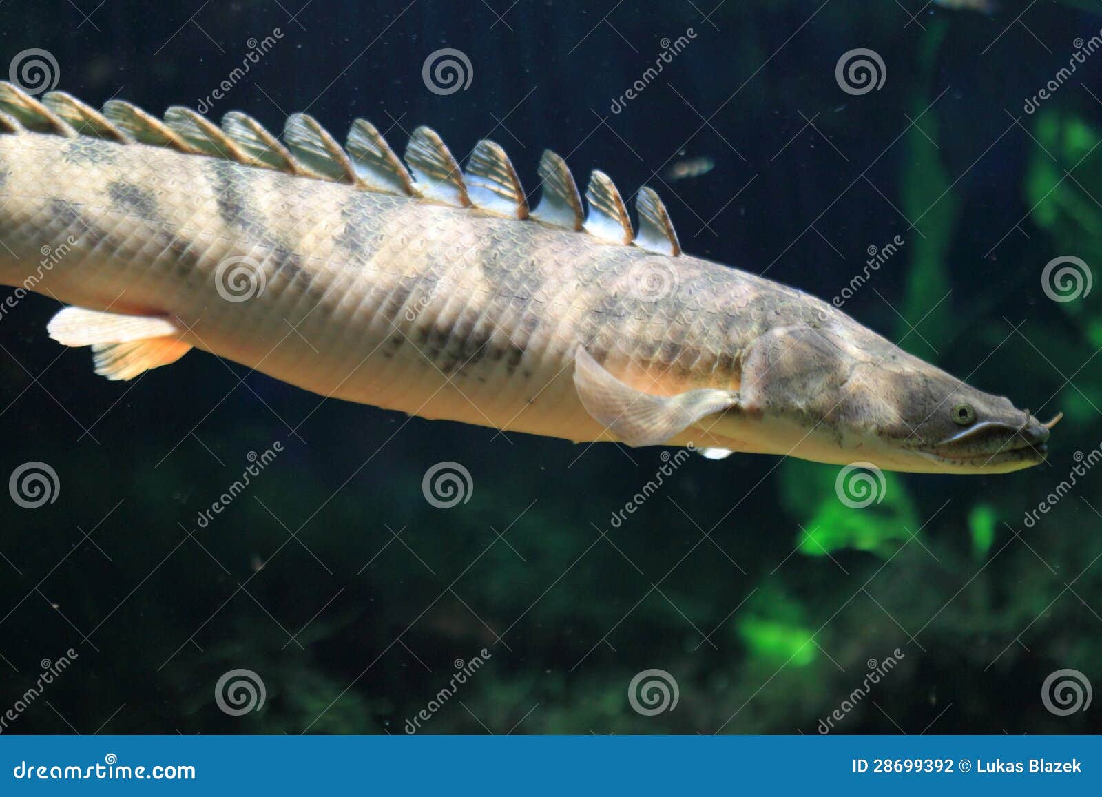 Ornate bichir stock photo. Image of bichir, polypterus - 28699392