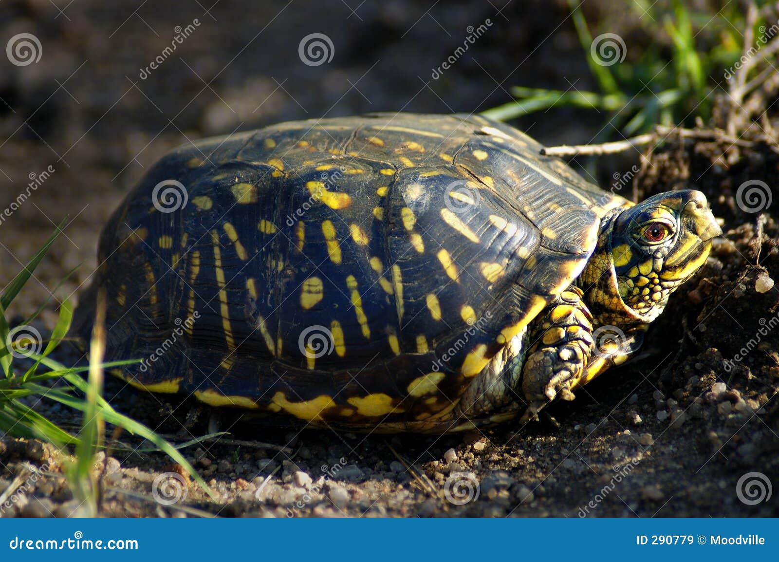 Ornate Box Turtle Royalty-Free Stock Photo | CartoonDealer.com #72889245