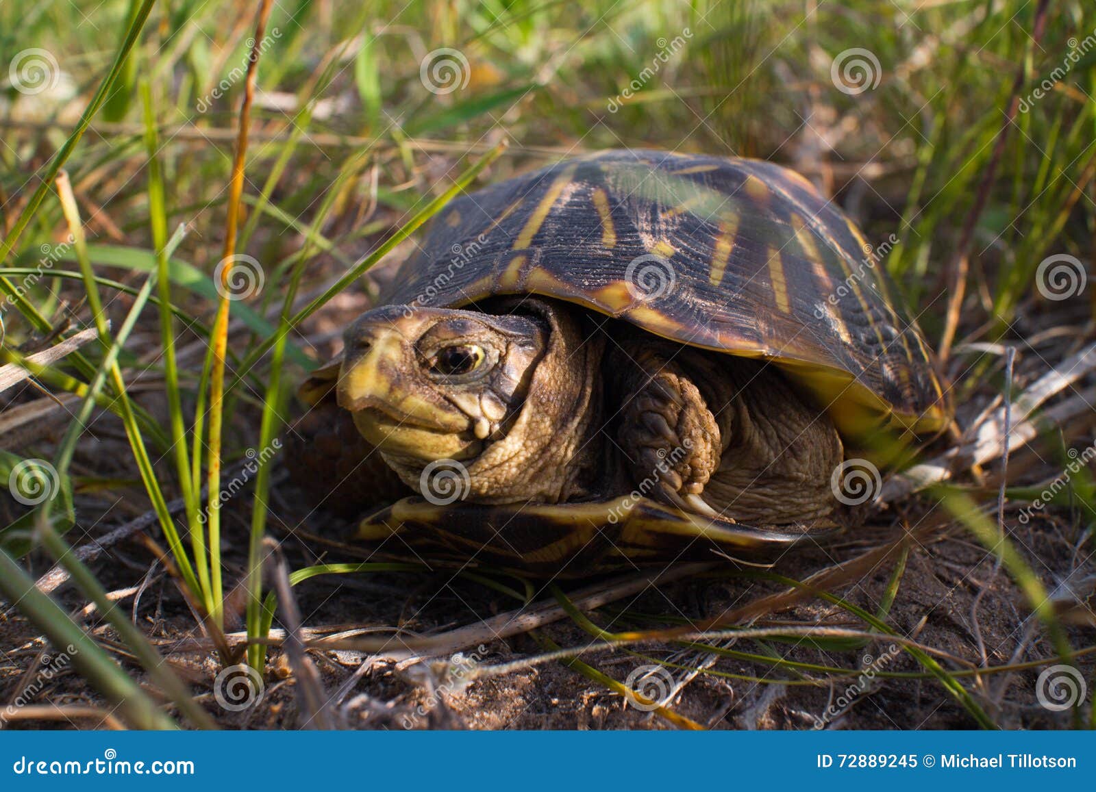 Ornate Box Turtle stock image. Image of ornate, cute - 72889245