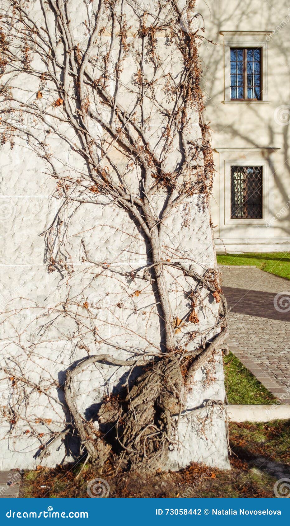 Ornate Branching Tree Stock Photo | CartoonDealer.com #73105866