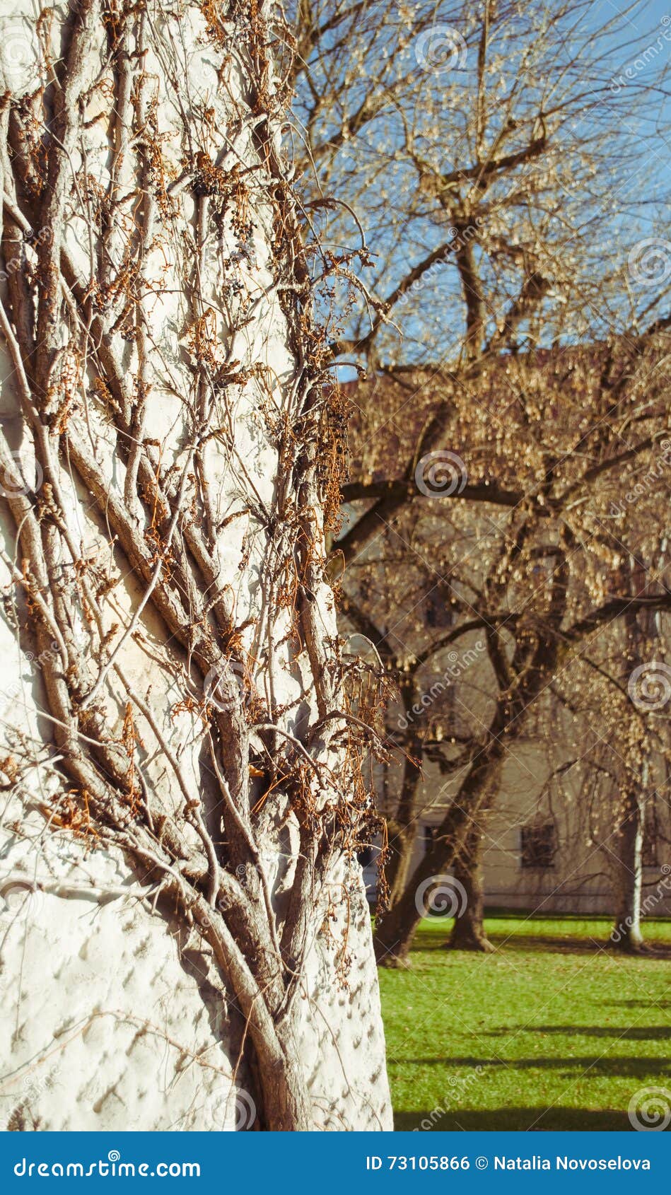 Ornate Branching Tree Stock Photo | CartoonDealer.com #73105866