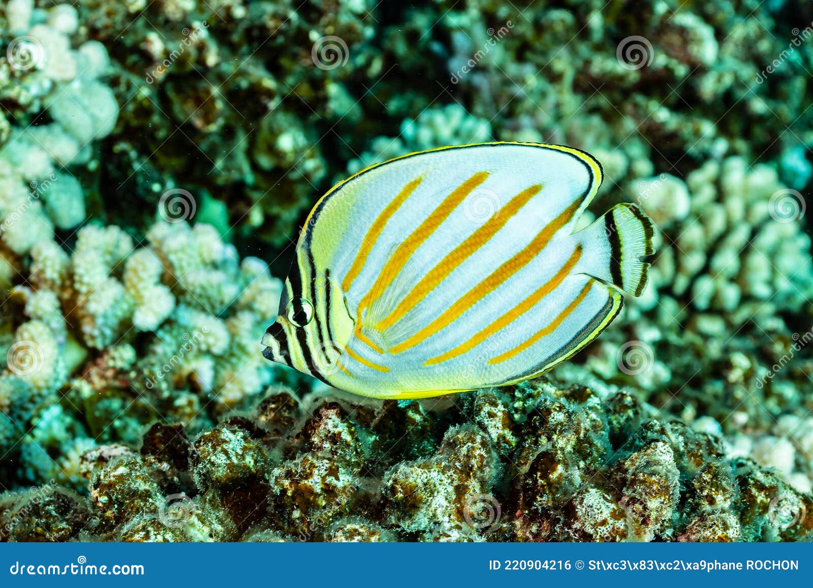 Ornate butterflyfish fish stock photo. Image of marine - 220904216