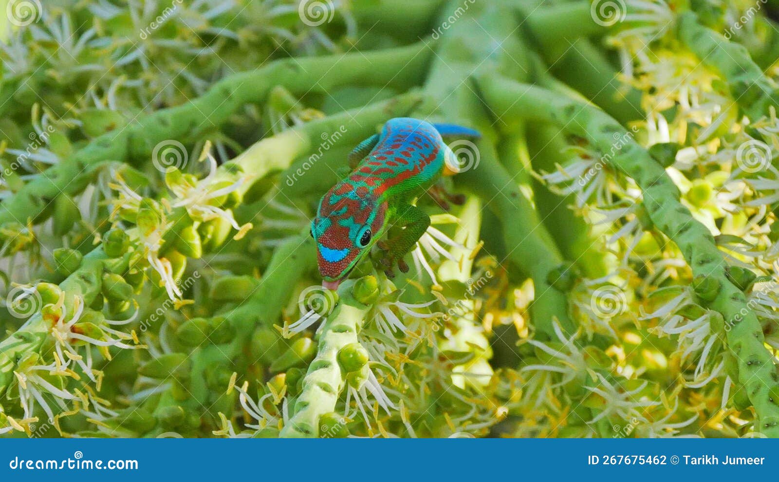 Ornate Day Gecko from Mauritius Licking in Drupe of Palm Tree Stock ...