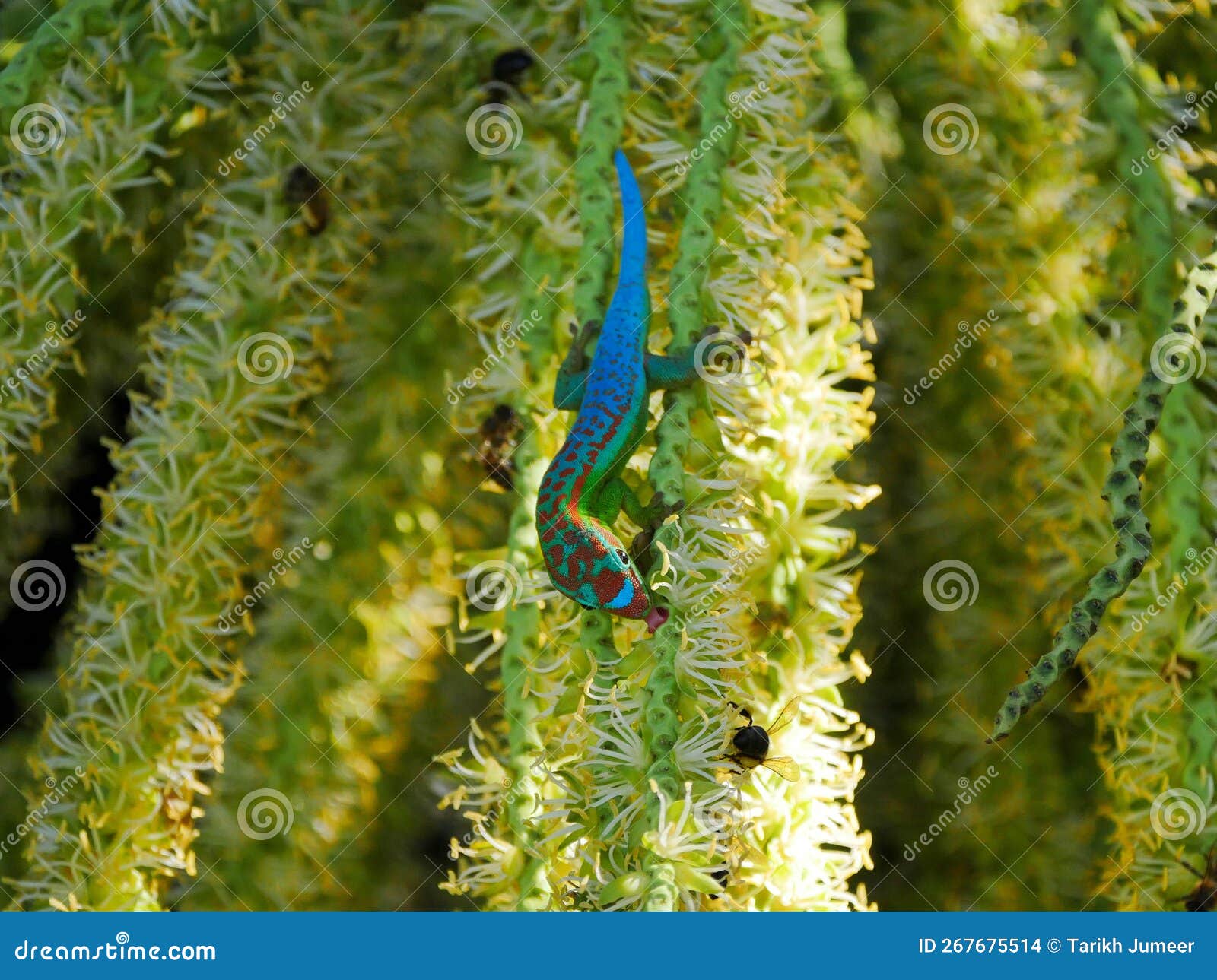 Ornate Day Gecko from Mauritius Licking in Drupe of Palm Tree Stock ...