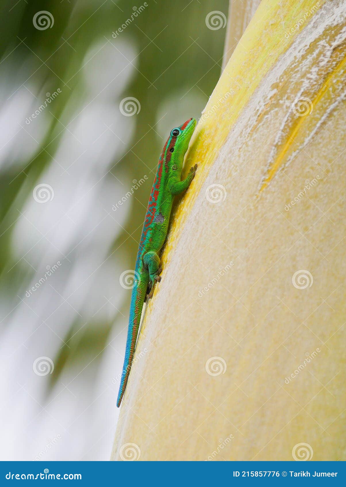 Ornate Day Gecko on Palm Tree Trunk Stock Photo - Image of green, trunk ...