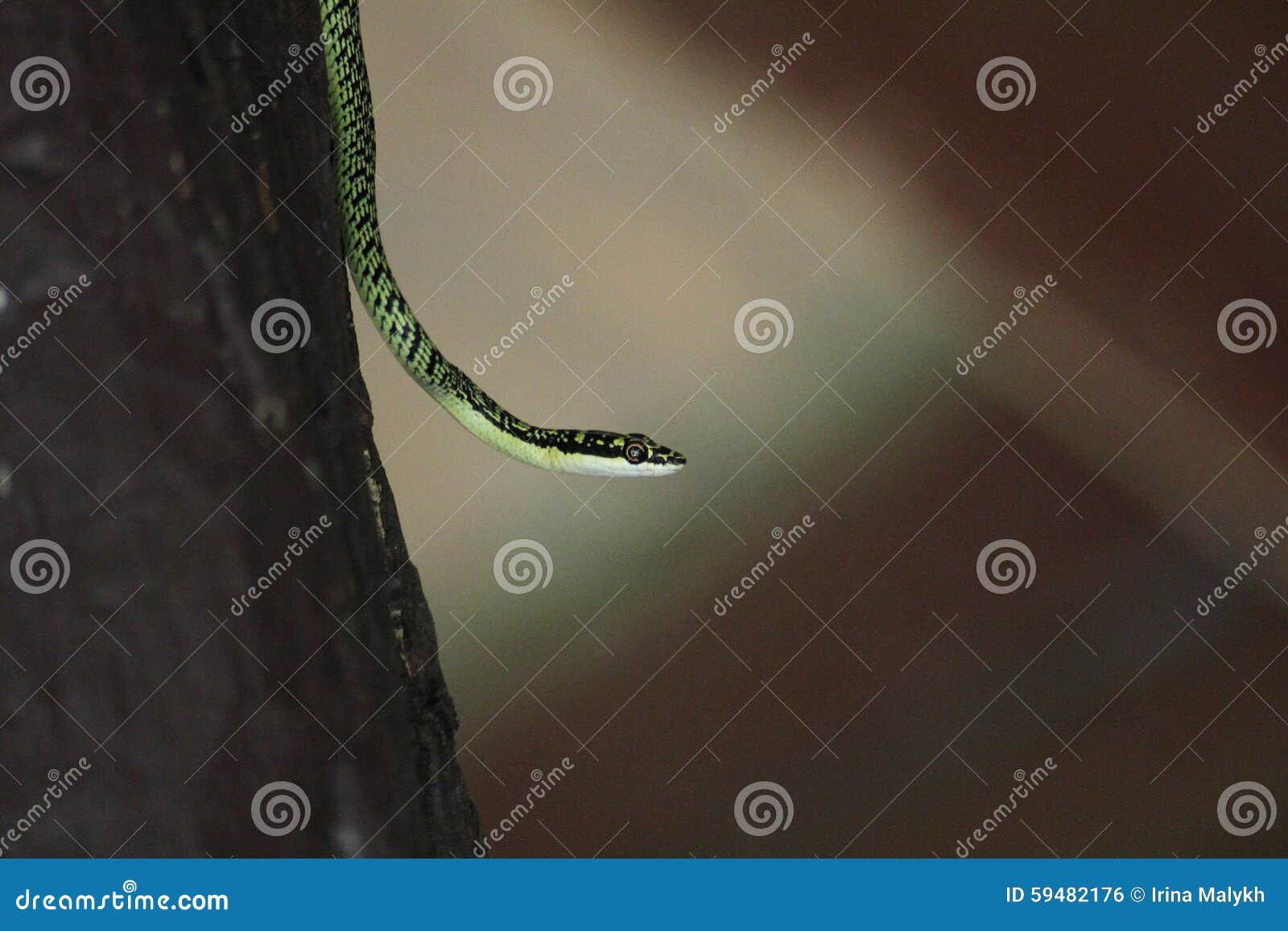 Flying Snake Royalty-Free Stock Photo | CartoonDealer.com #34931571