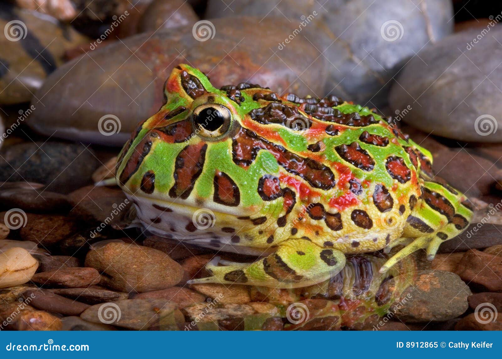 Ornate frog in pool stock image. Image of animal, water - 8912865
