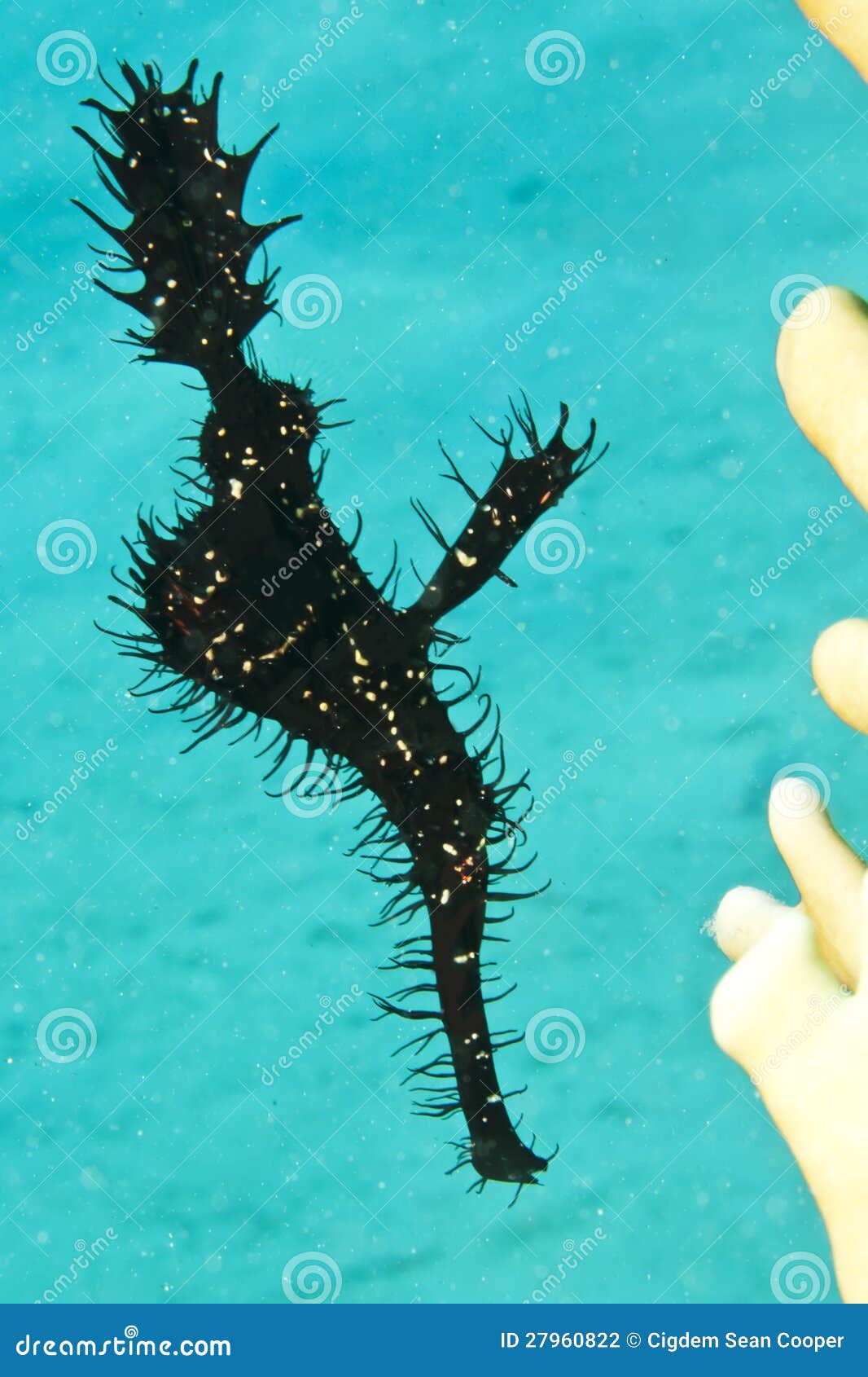 Ghost Pipefish Stock Photography | CartoonDealer.com #56160638