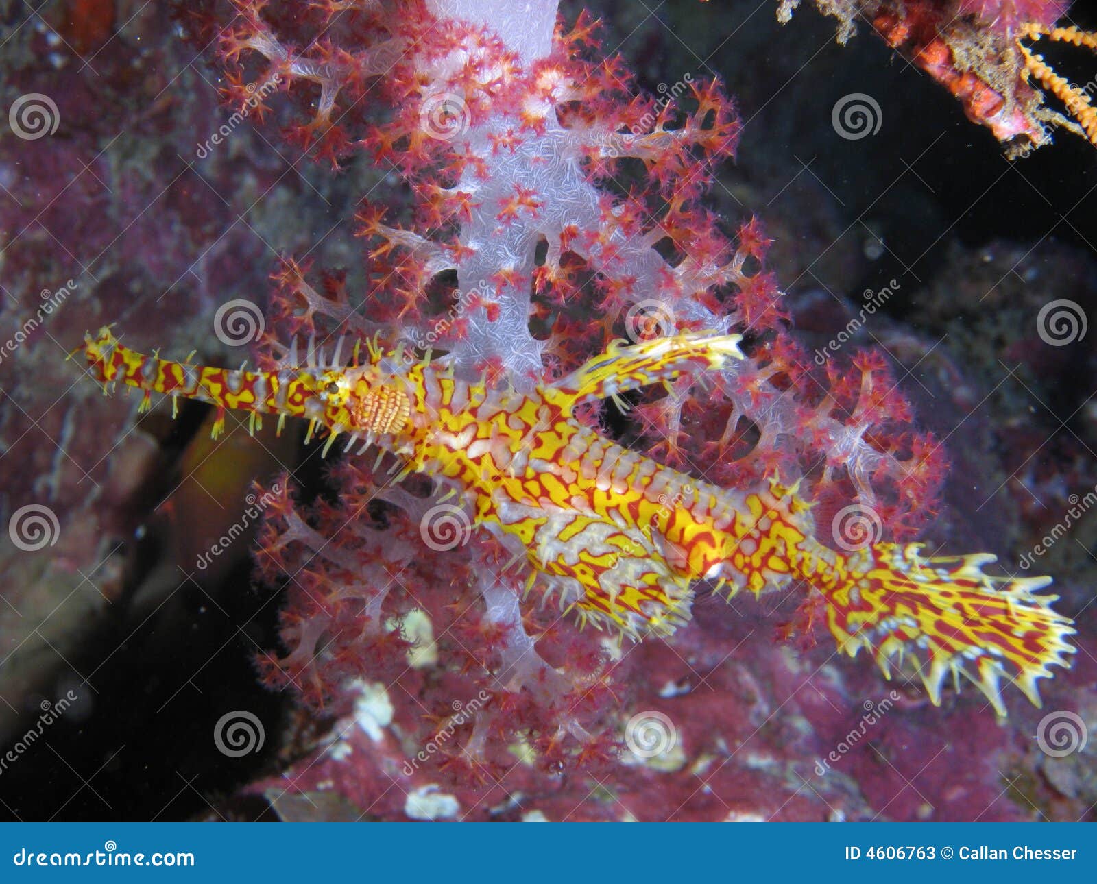 Ornate Ghost Pipefish Stock Image | CartoonDealer.com #11921899