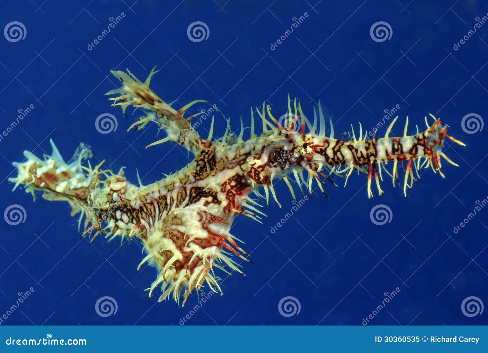 Ornate Ghost Pipefish Stock Image | CartoonDealer.com #11921899