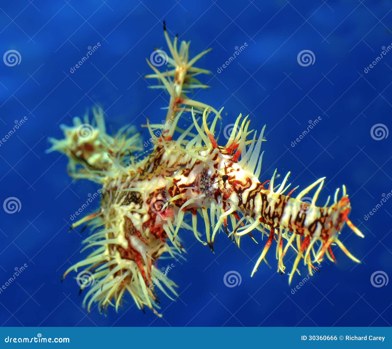 Ghost Pipefish Stock Photography | CartoonDealer.com #56160638