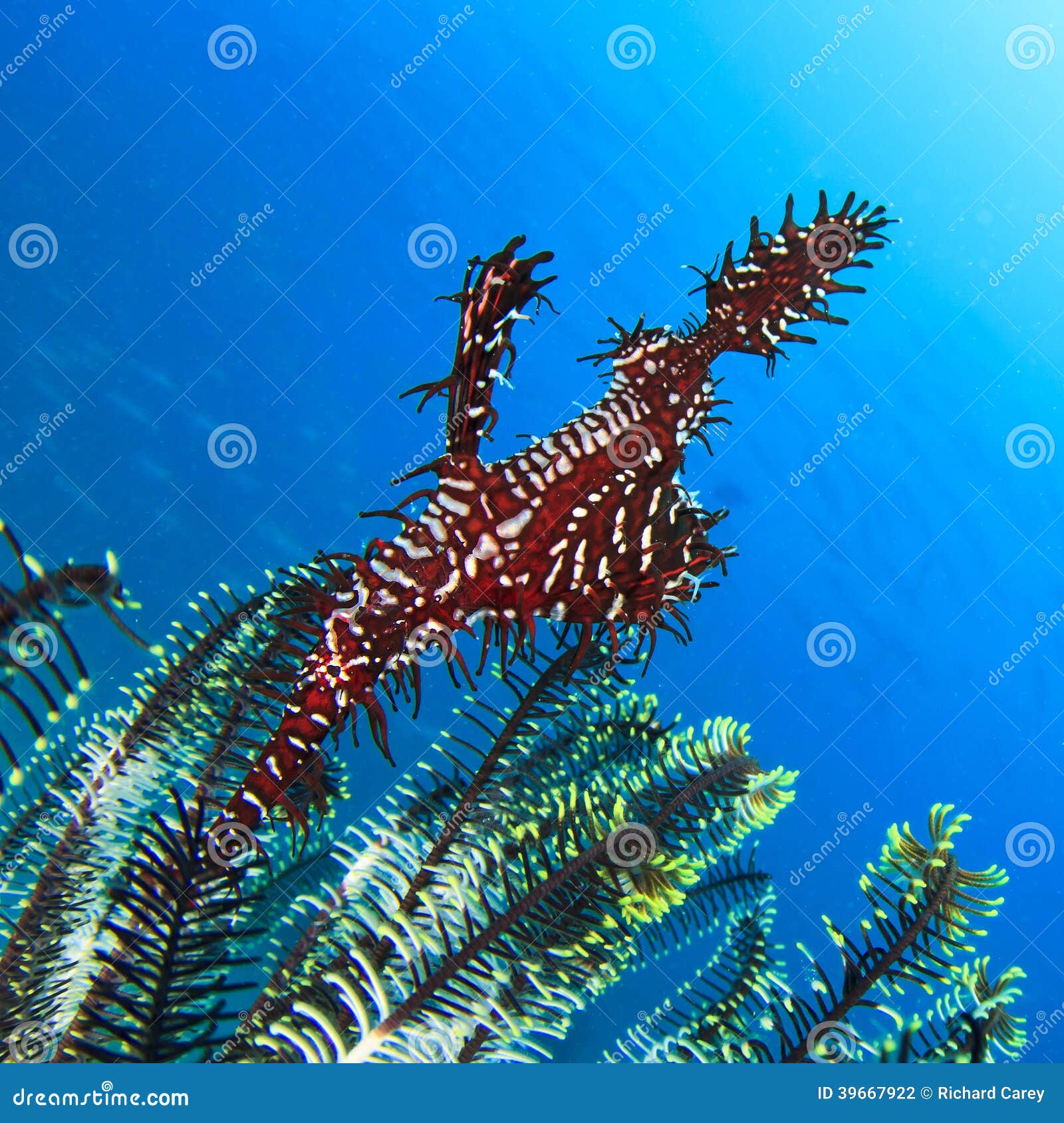 Ornate Ghost Pipefish stock photo. Image of barrier, fish - 39667922