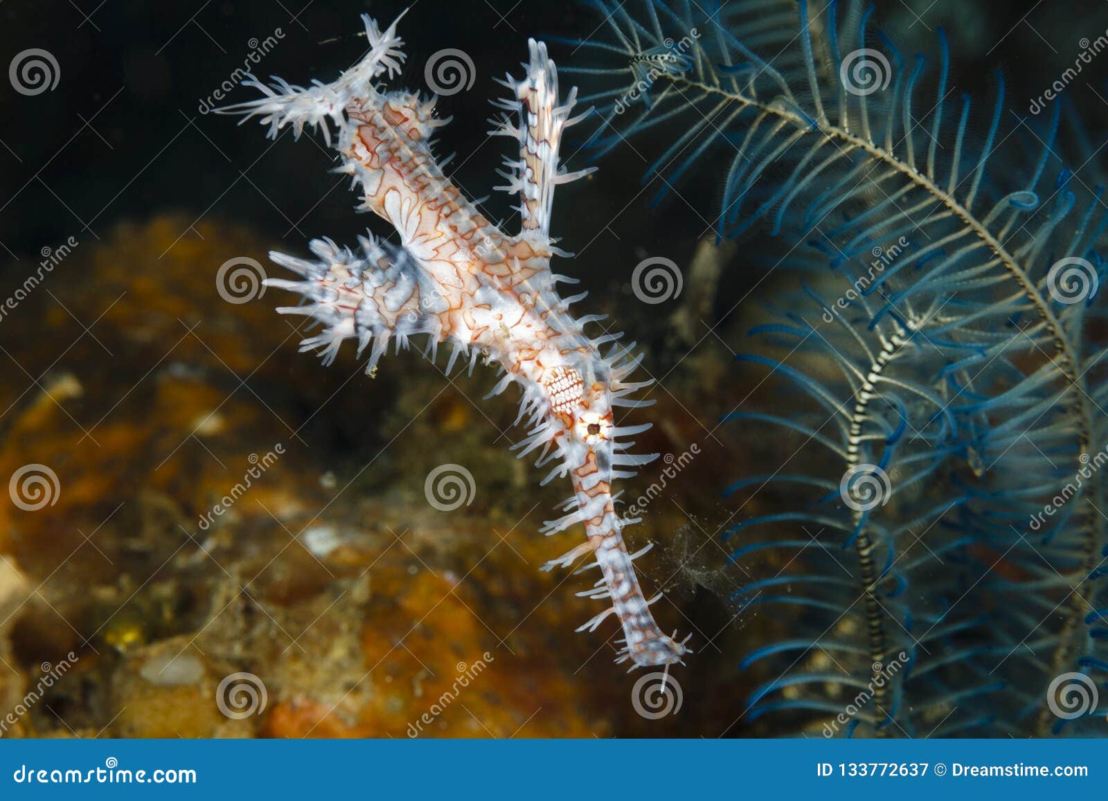 Ornate Ghost Pipefish, Lembeh Strait, Indonesia Stock Image - Image of ...