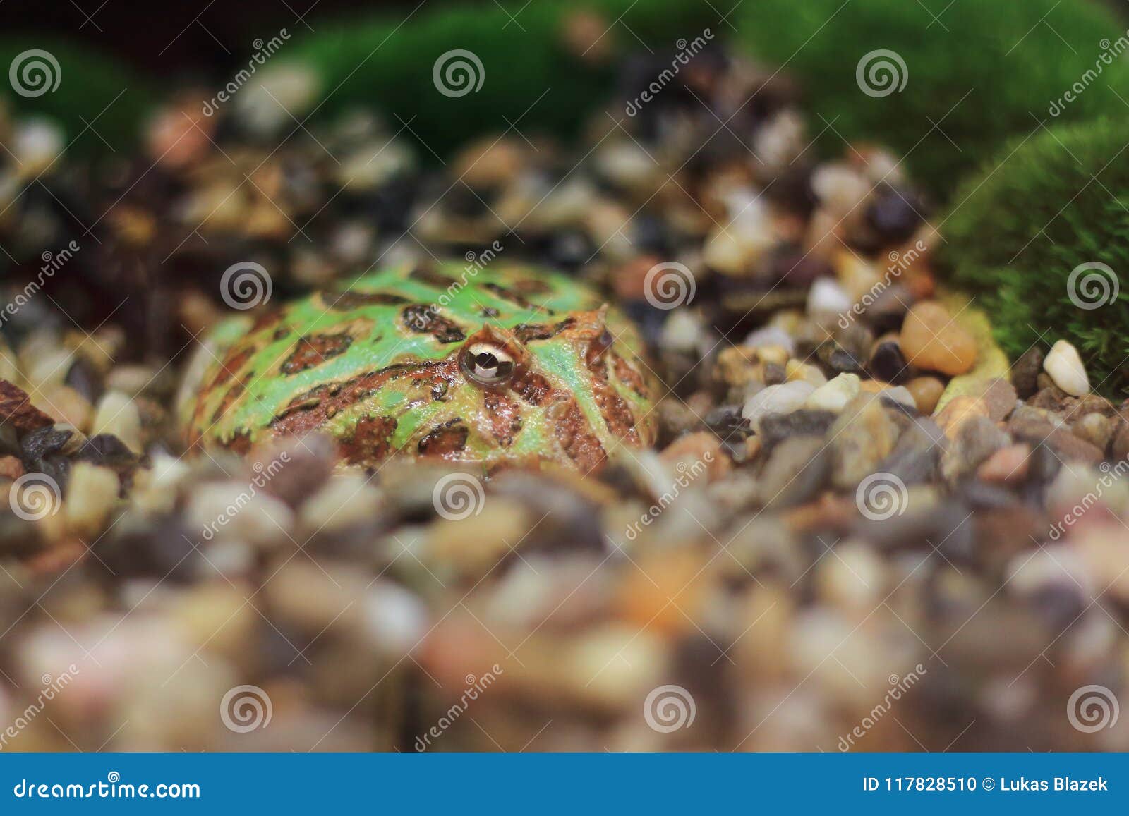 Ornate pacman frog stock photo. Image of pacman, nature - 117828510