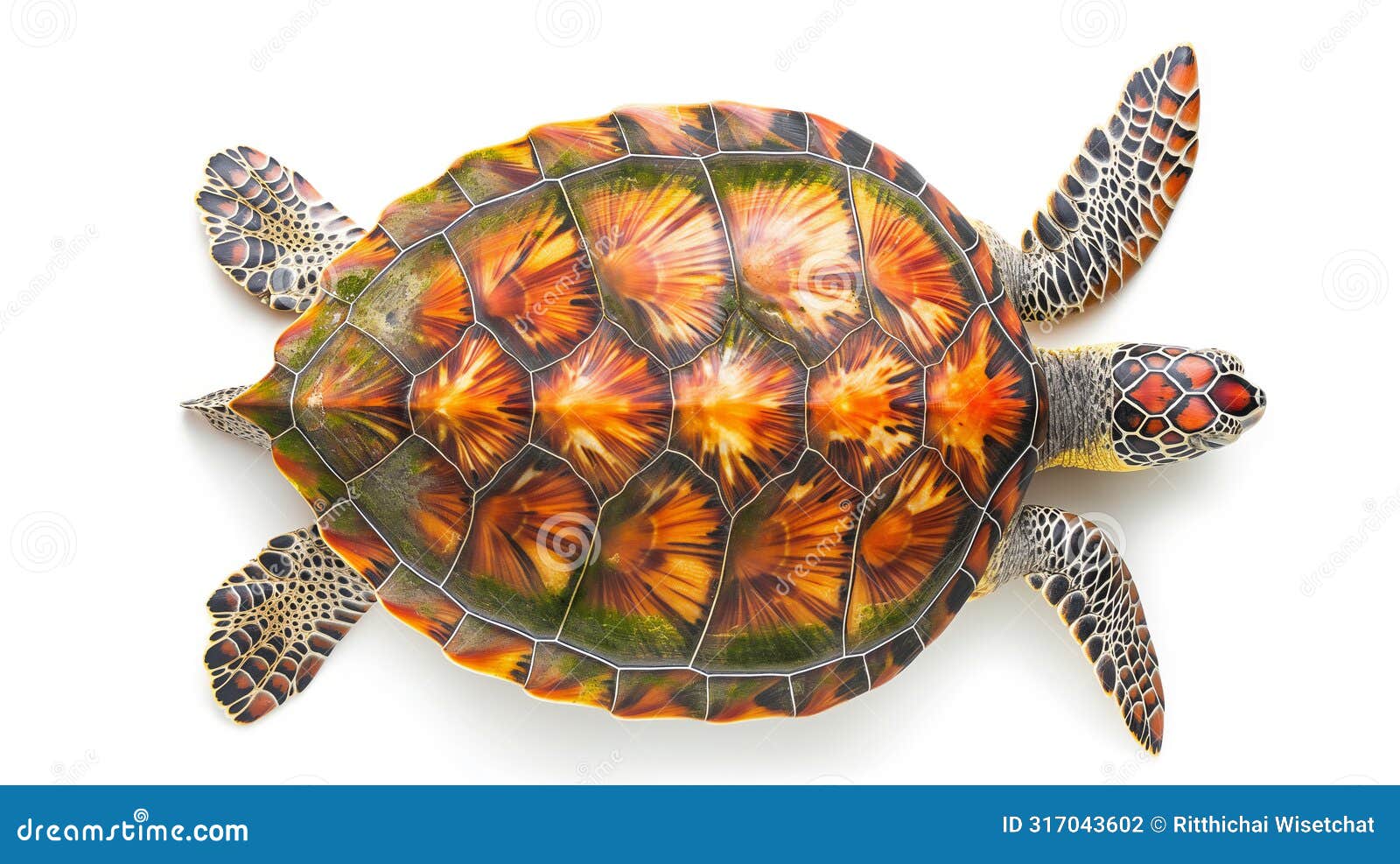 An Ornate Sea Turtle with a Striking Shell Featuring Vivid Starburst ...