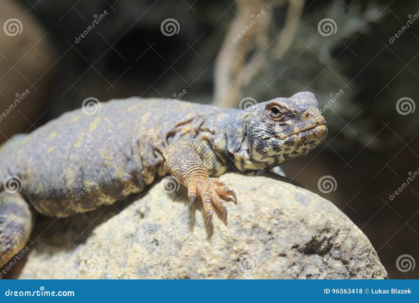 The Spiny-tailed Monitor Varanus Acanthurus, Also Known As The Ridge ...