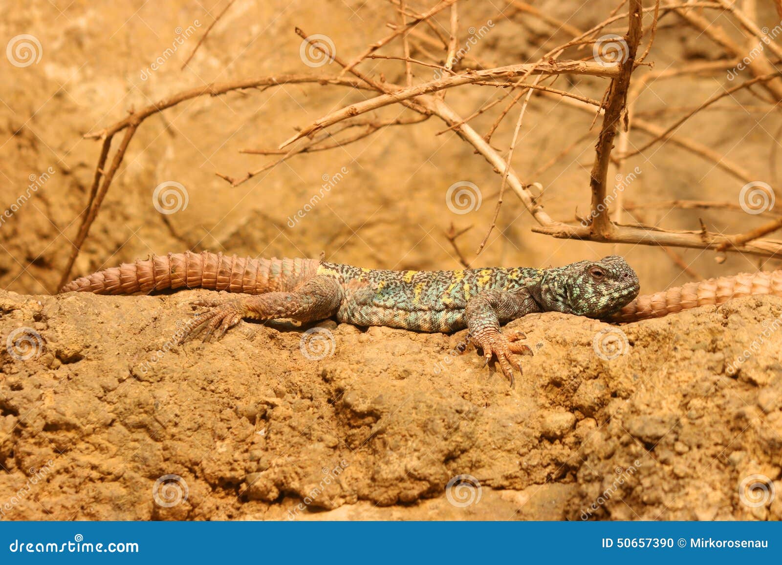Ornate Spiny-Tailed Lizard Uromastyx Ornate Stock Photo - Image of ...