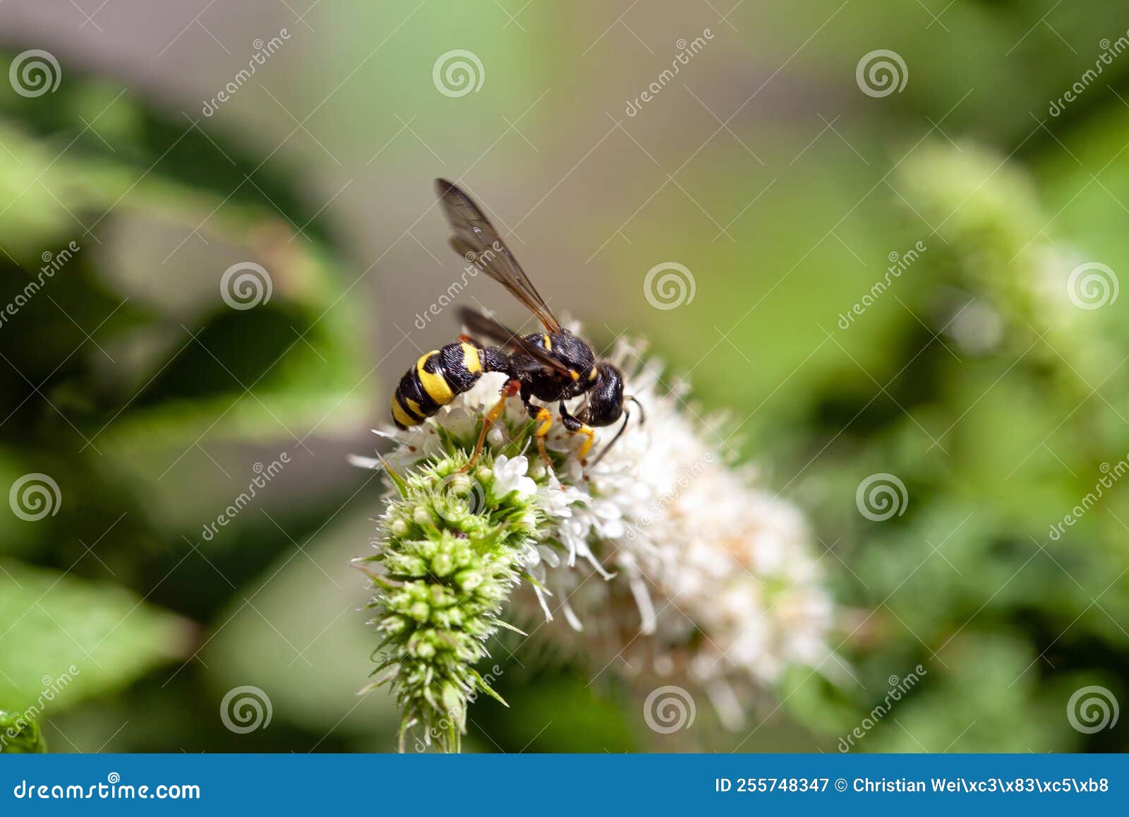 Ornate Tailed Digger Wasp, Cerceris Rybyensis Stock Image - Image of ...