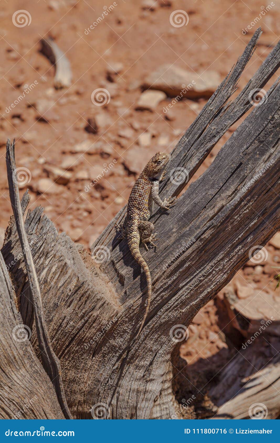 Ornate Tree Lizard stock photo. Image of lizard, colorful - 111800716