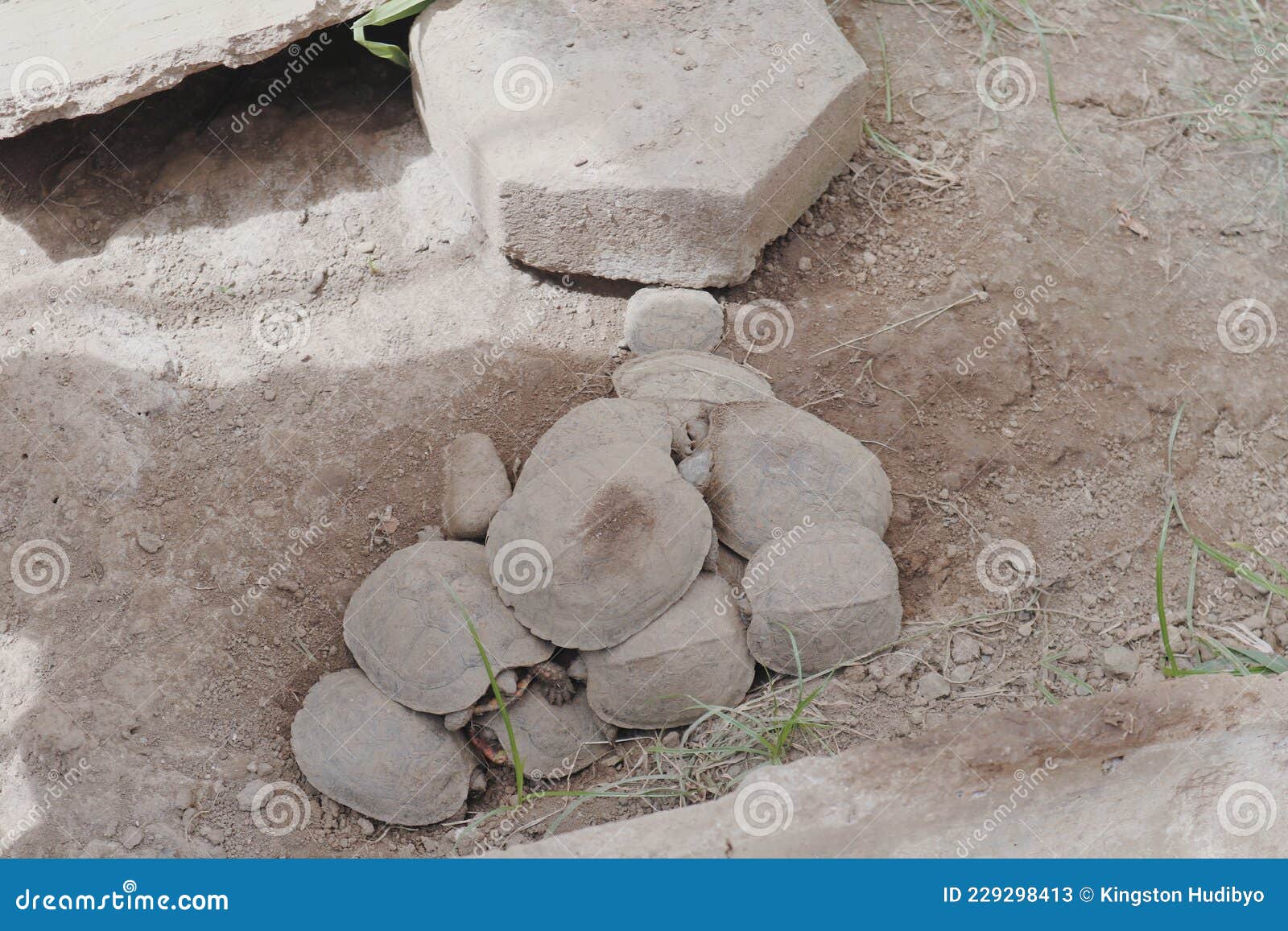 Ornate Box Turtle Stock Image | CartoonDealer.com #290779