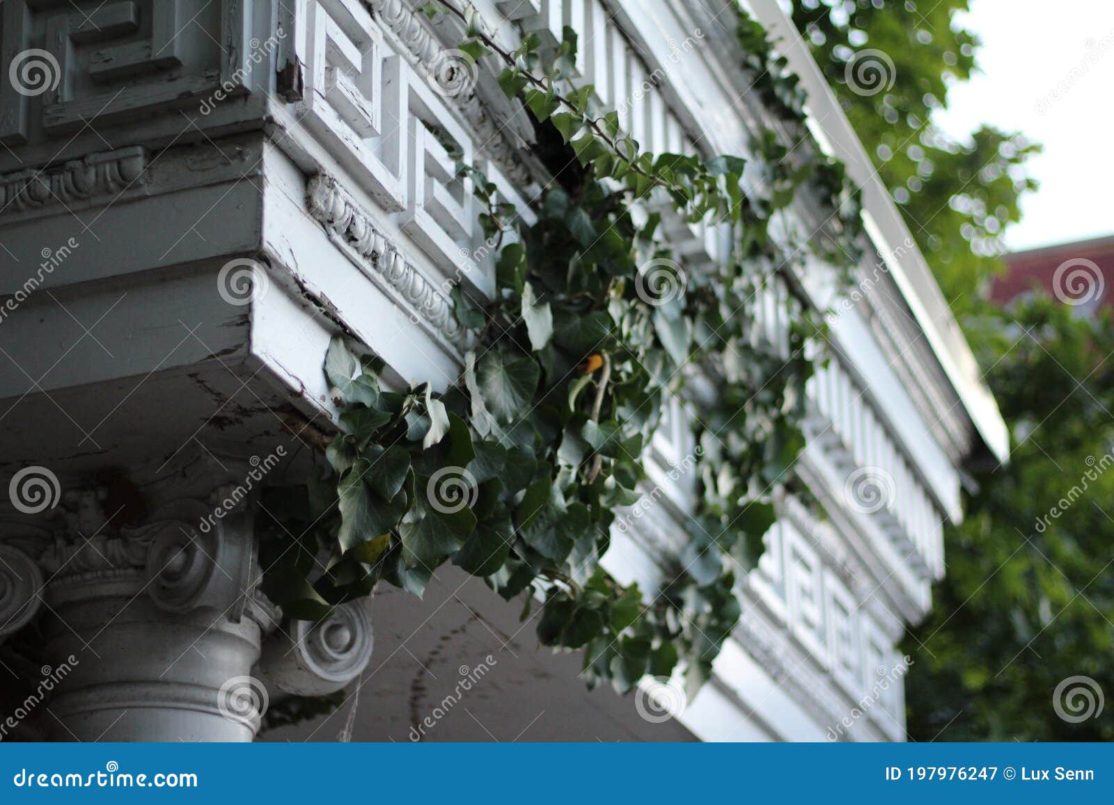Ornate White Architectural Columns with Ivy Stock Image - Image of ...