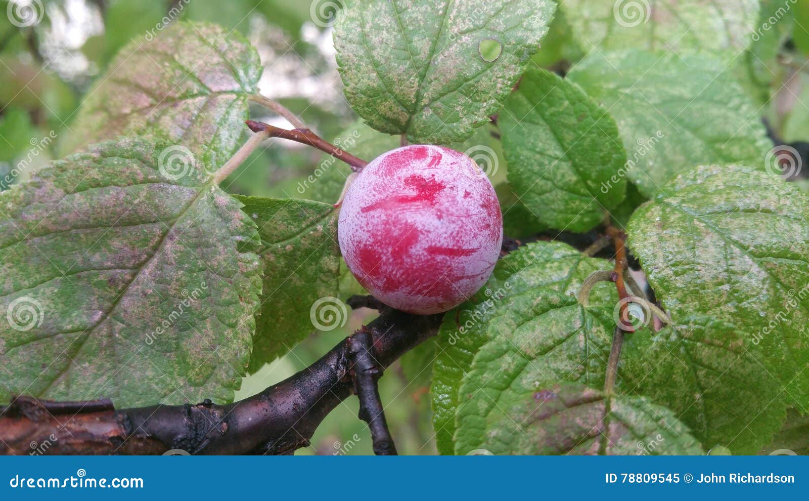 Ornimental plum stock image. Image of twig, plum, tree - 78809545
