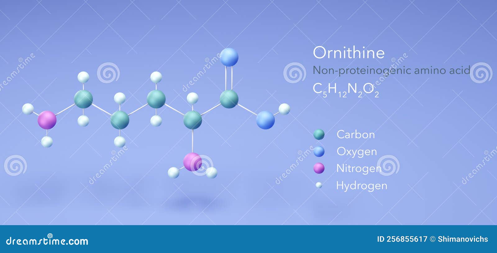 Ornithine, Molecular Structures, Amino Acid, 3d Model, Structural ...