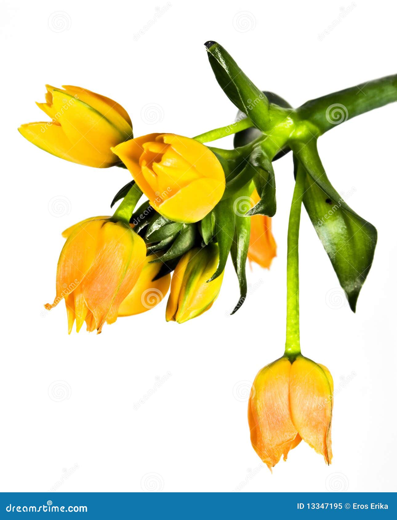 Ornithogalum dubium stock image. Image of nature, green - 13347195