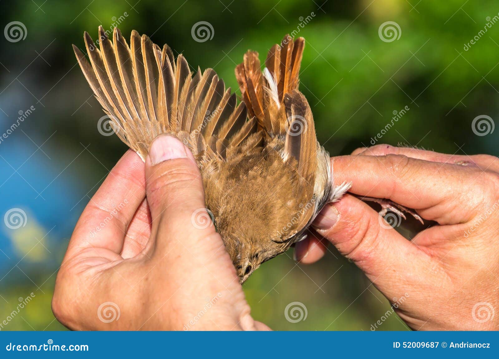 Ornithologist Examines Bird Stock Image - Image of live, ecology: 52009687