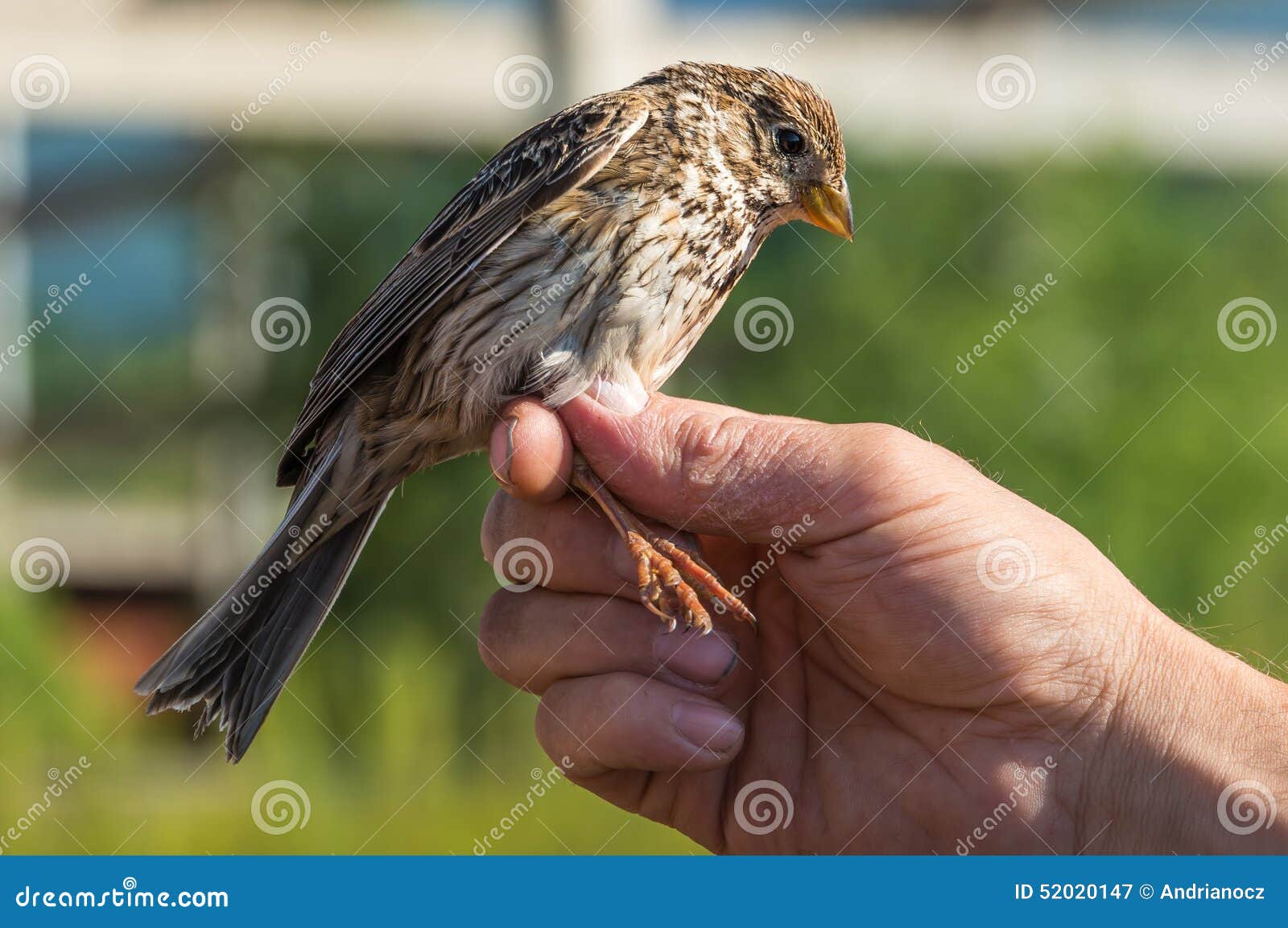 Ornithologist Examines Bird Stock Image - Image of wild, macedonia ...