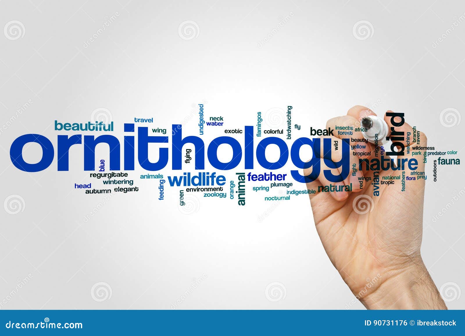 Ornithology word cloud stock photo. Image of beak, exotic - 90731176