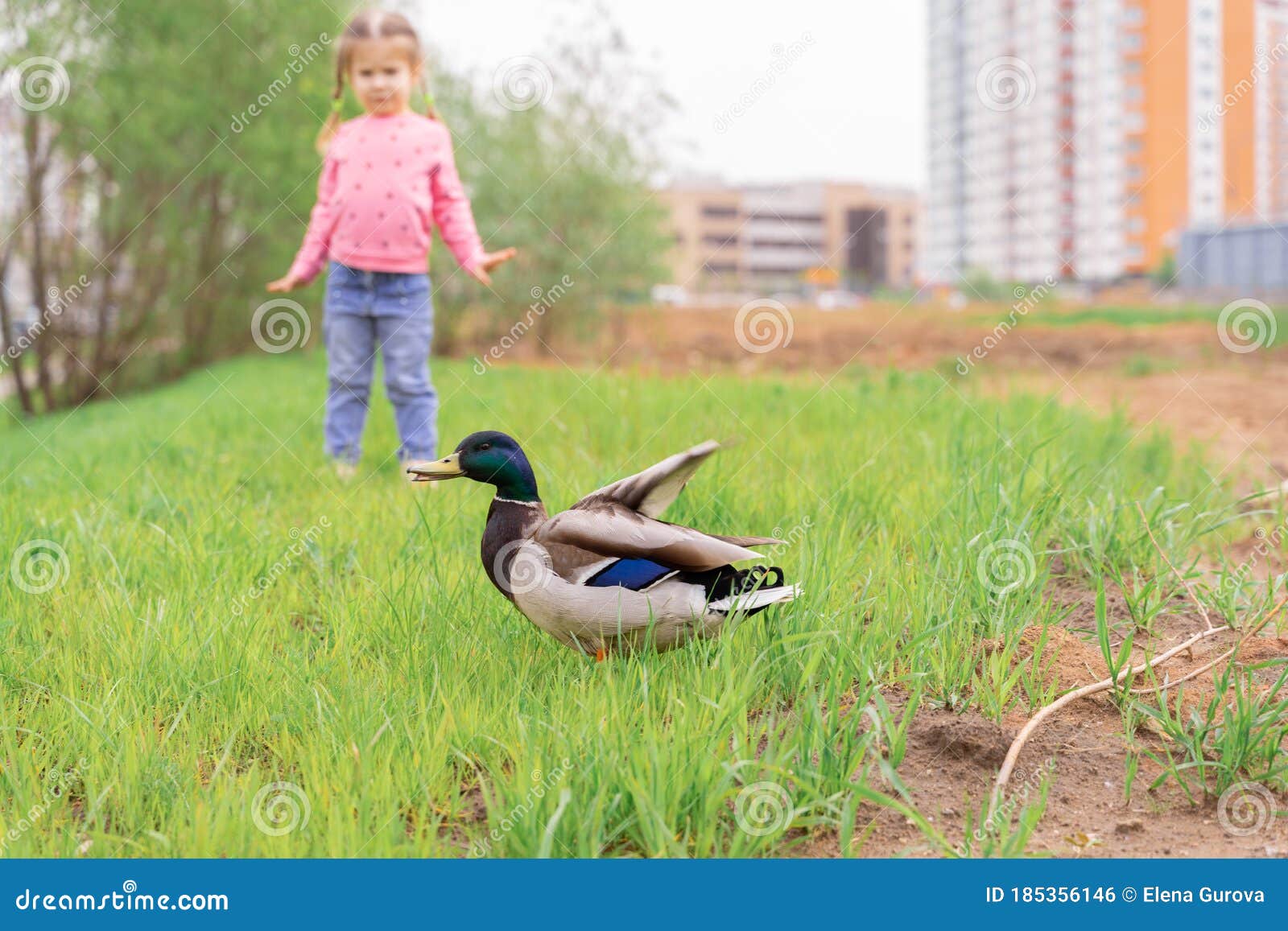 Little Girl is Afraid of a Duck Stock Photo - Image of ornithophobia ...