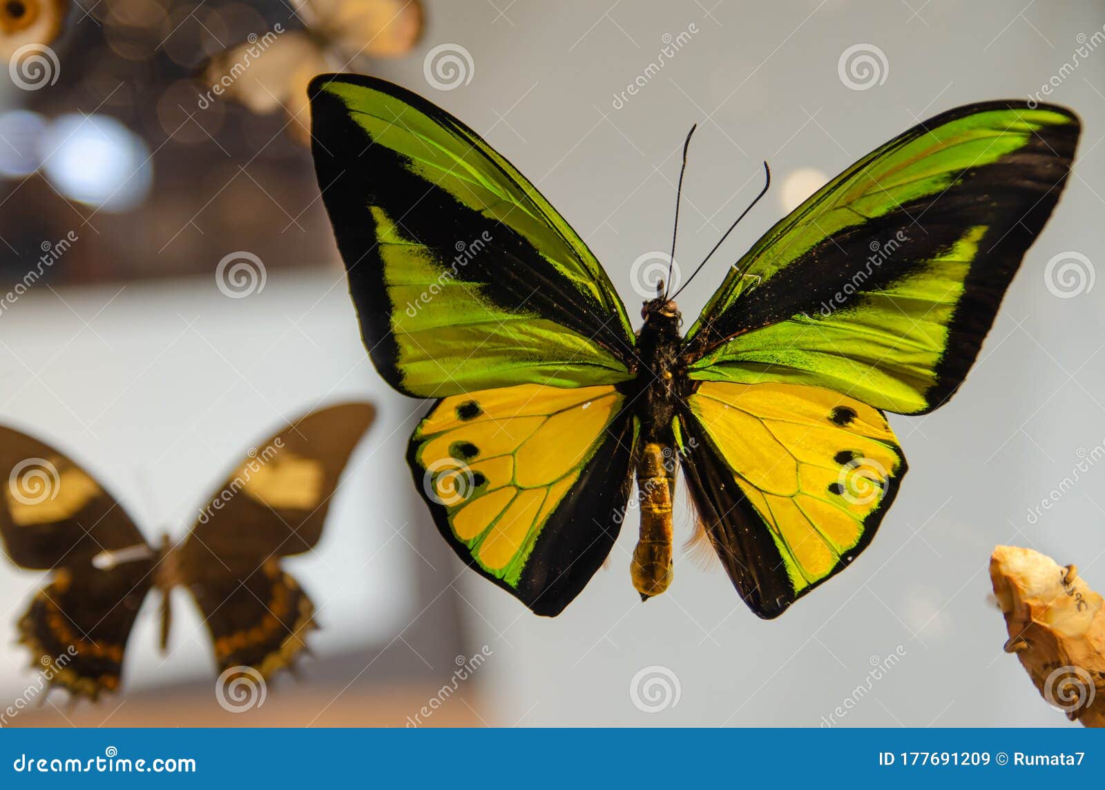 Ornithoptera Goliath - Green Yellow Butterfly Stock Image - Image of ...