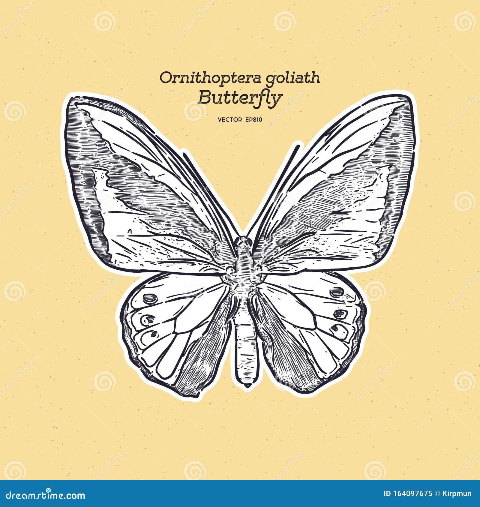 Goliath Birdwing Butterfly Icon, Cartoon Style | CartoonDealer.com ...