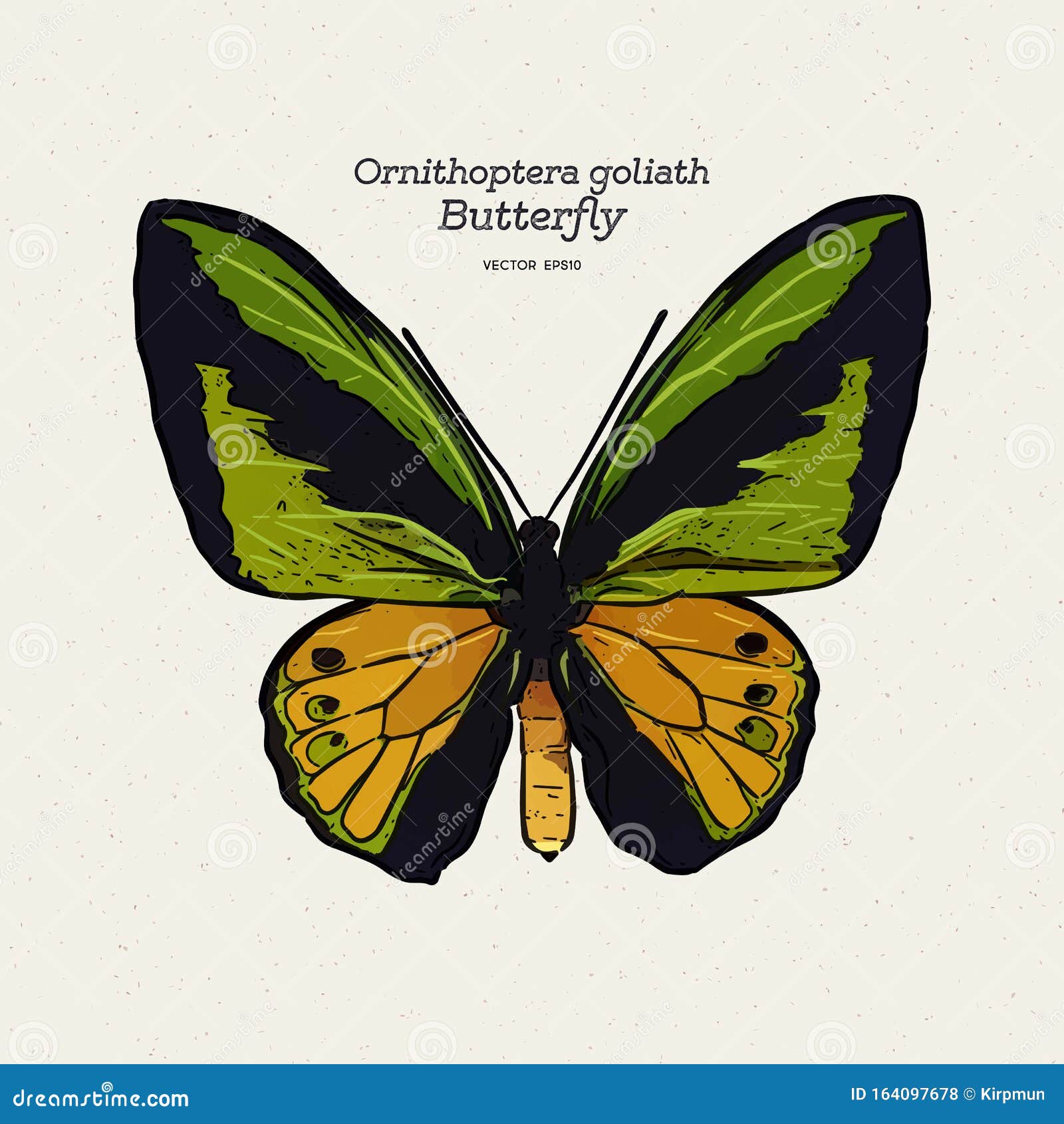 Ornithoptera Cartoons, Illustrations & Vector Stock Images - 14537 ...