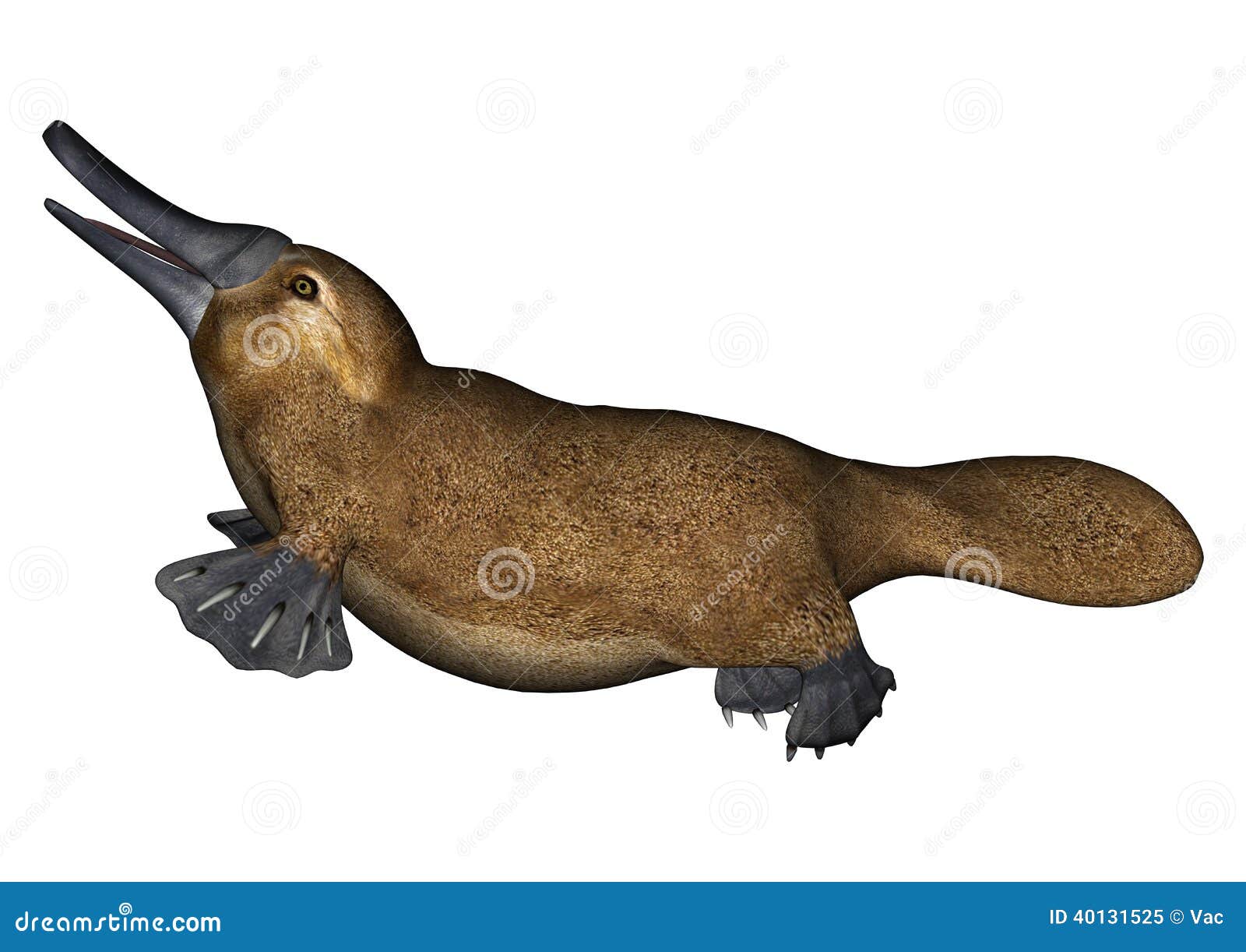 Ornitorinco illustrazione di stock. Illustrazione di nuoto - 40131525