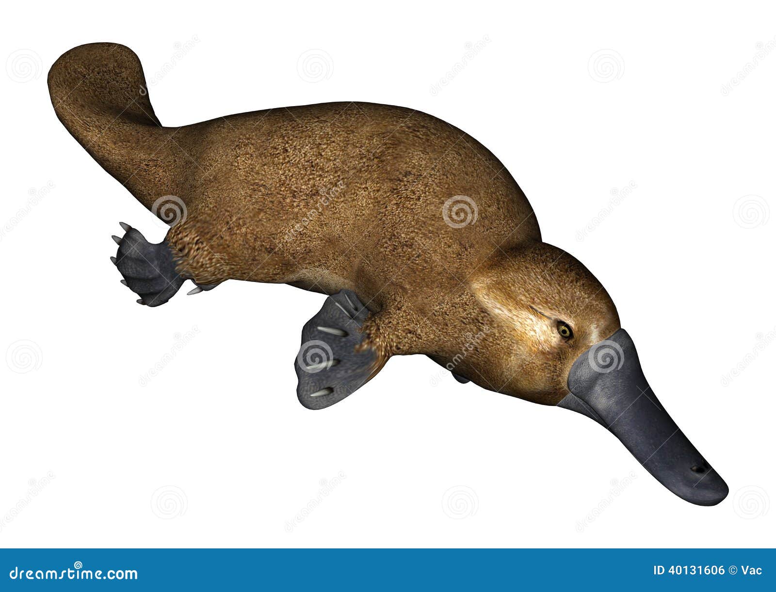 Ornitorrinco ilustração stock. Ilustração de naturalness - 40131606