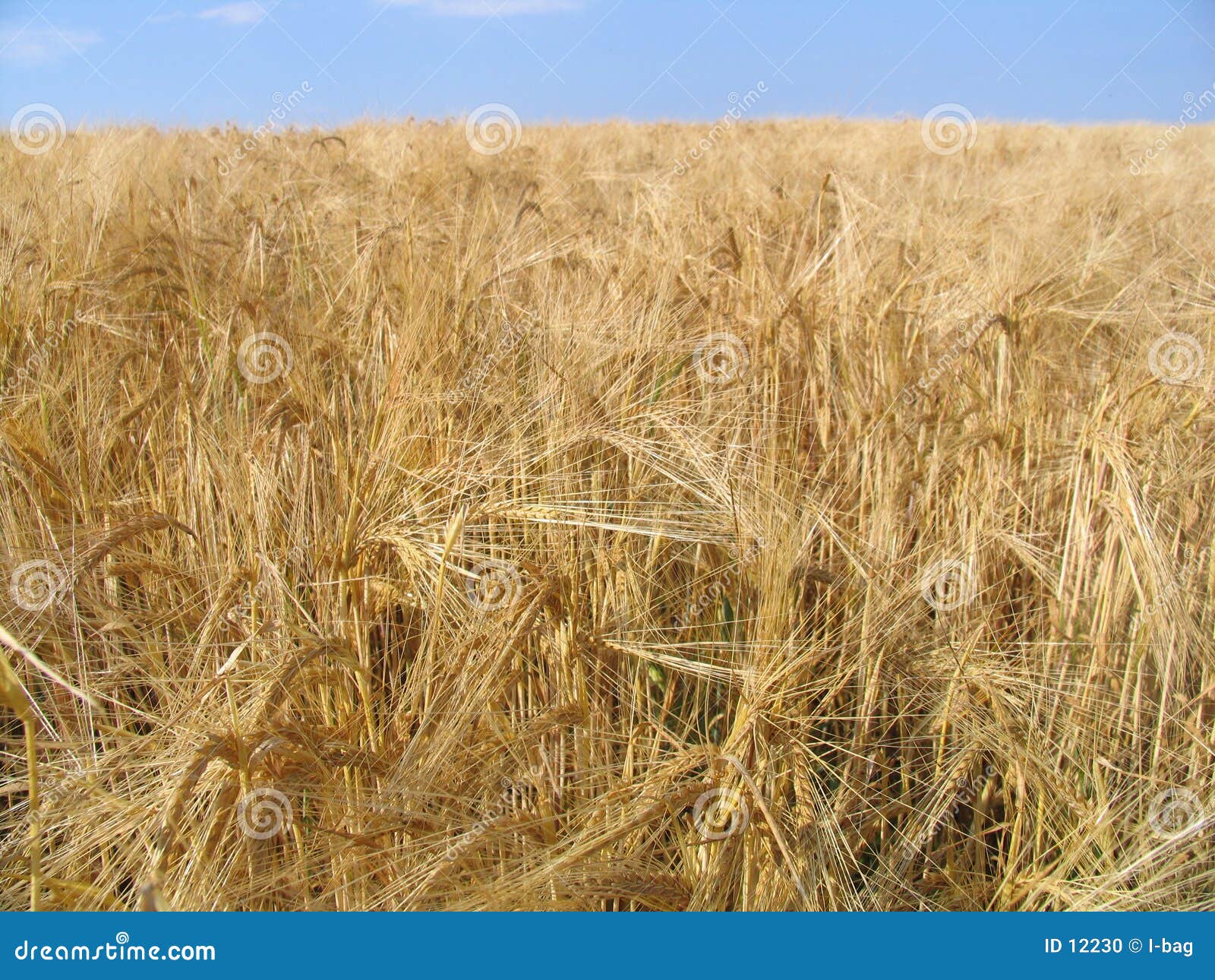 Oro del trigo foto de archivo. Imagen de rural, trigo, cubo - 12230