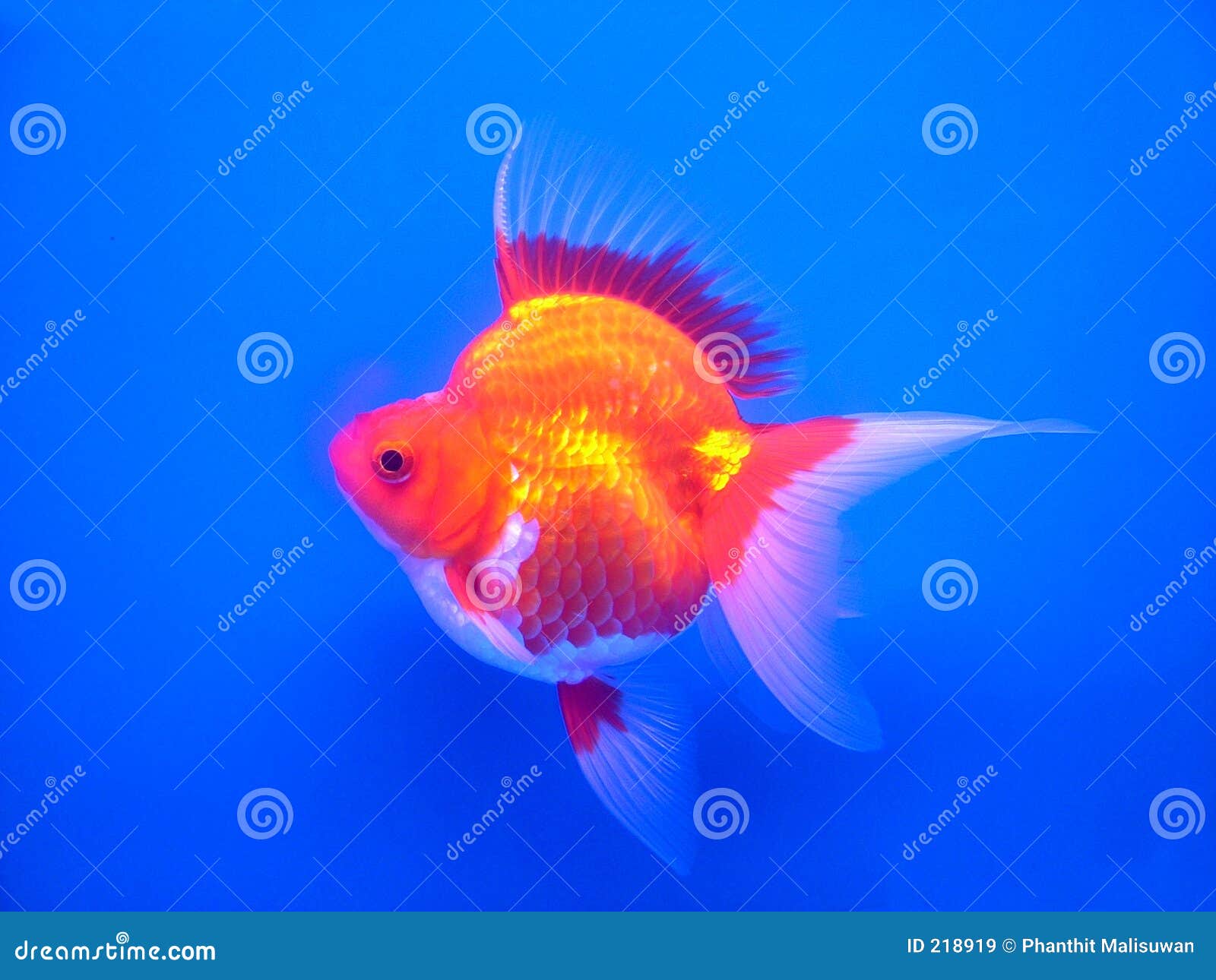 Oro fish#1 imagen de archivo. Imagen de carpa, mascota - 218919