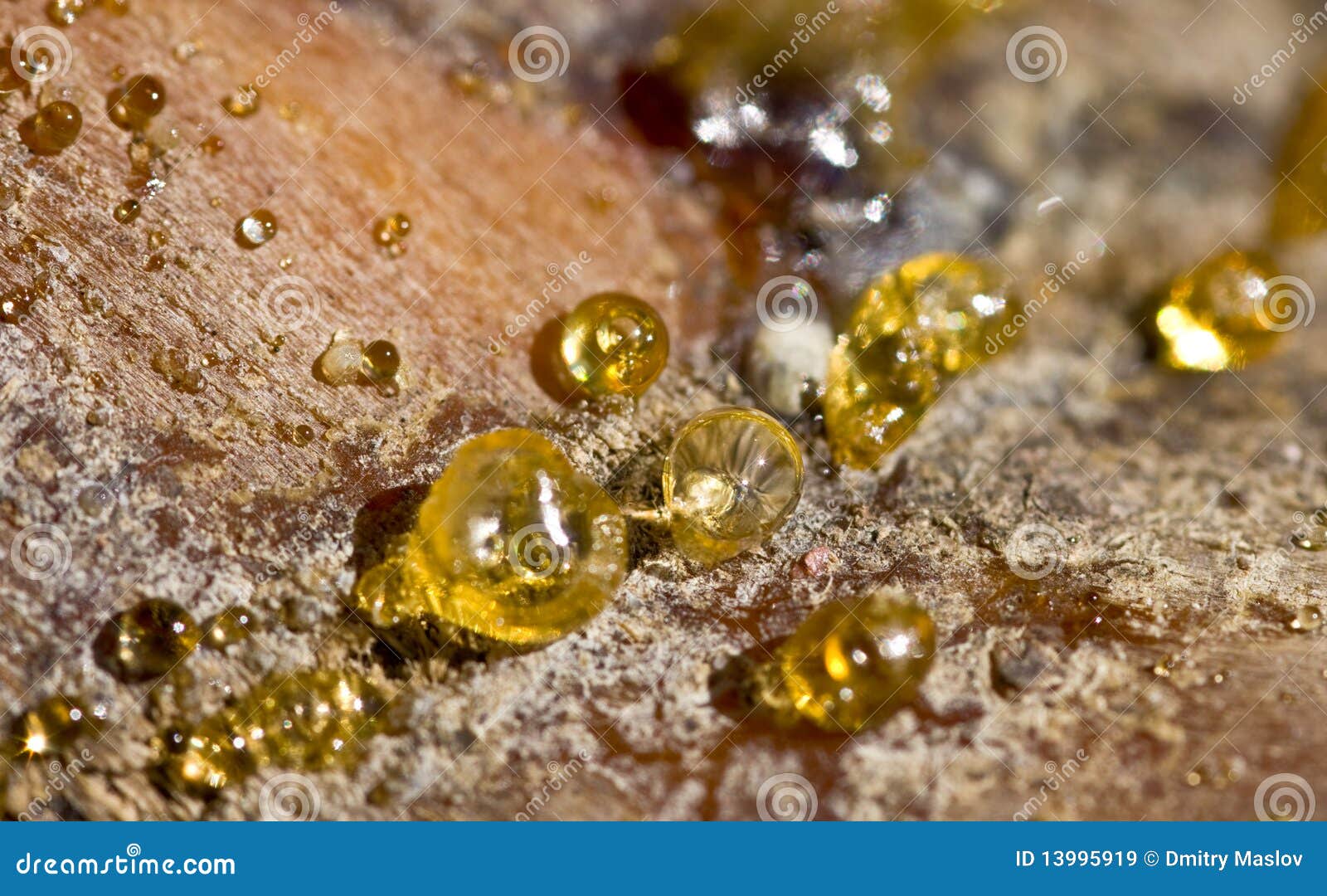 Oro natural imagen de archivo. Imagen de cierre, savia - 13995919