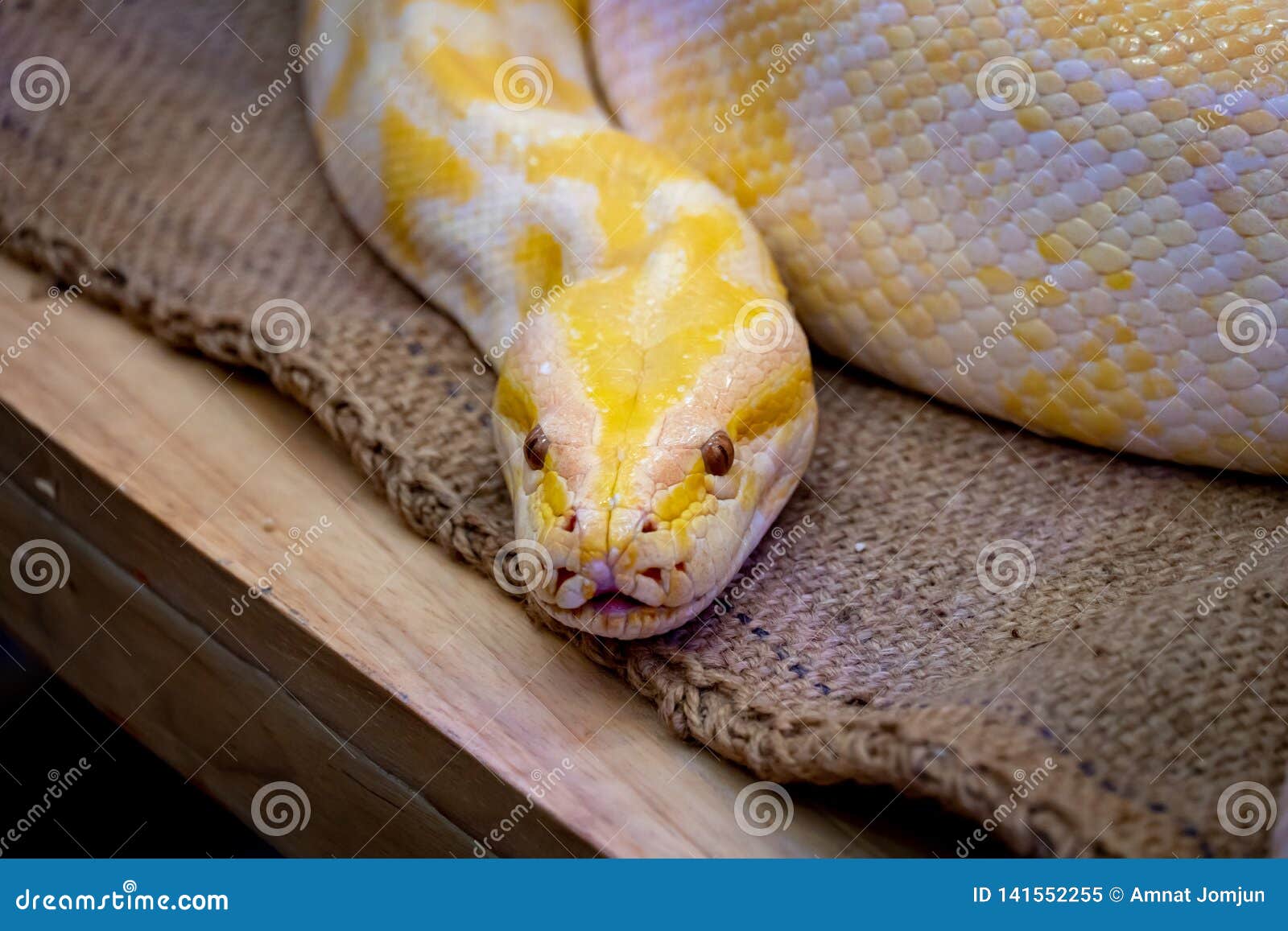 Oro Python, Pitón Reticulado Imagen de archivo - Imagen de cierre ...