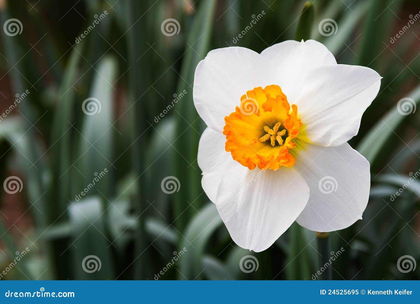 Oro y narciso blanco imagen de archivo. Imagen de hermoso - 24525695