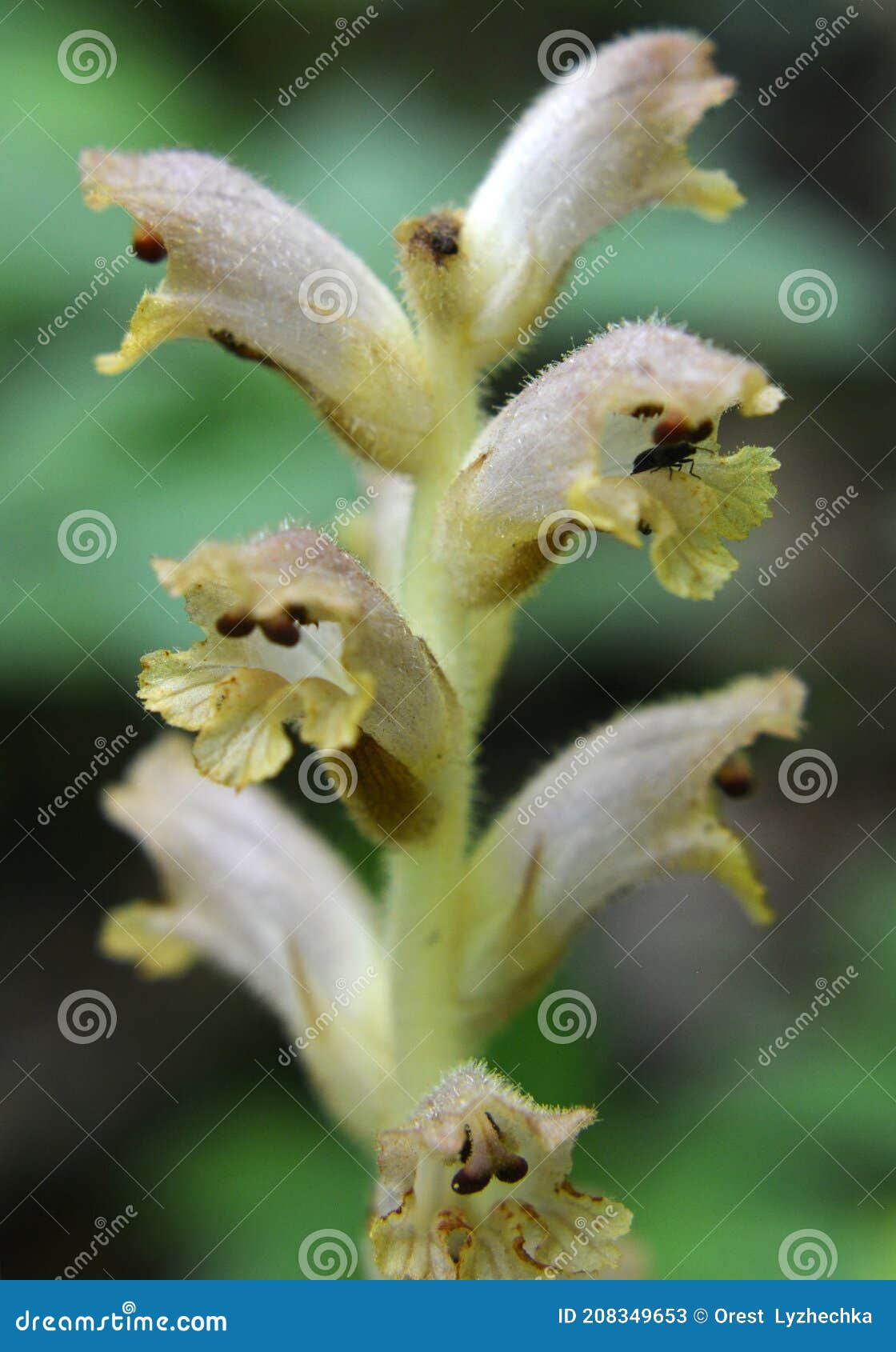 Orobanche Parasitic Plant Grows in Nature Stock Image - Image of bloom ...