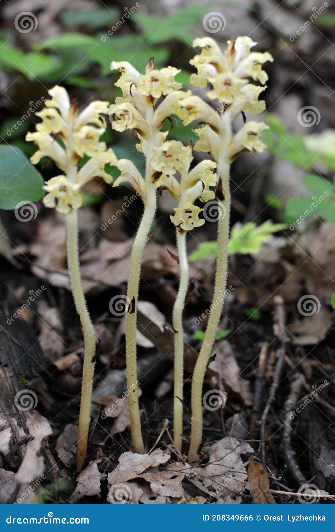 Orobanche Parasitic Plant Grows in Nature Stock Photo - Image of ...