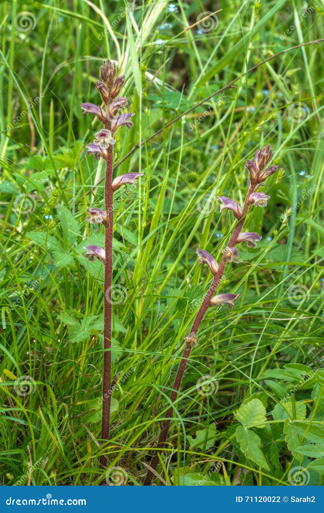 Orobanche, Parasitic Wild Plant. Stock Photo - Image of parasitic ...